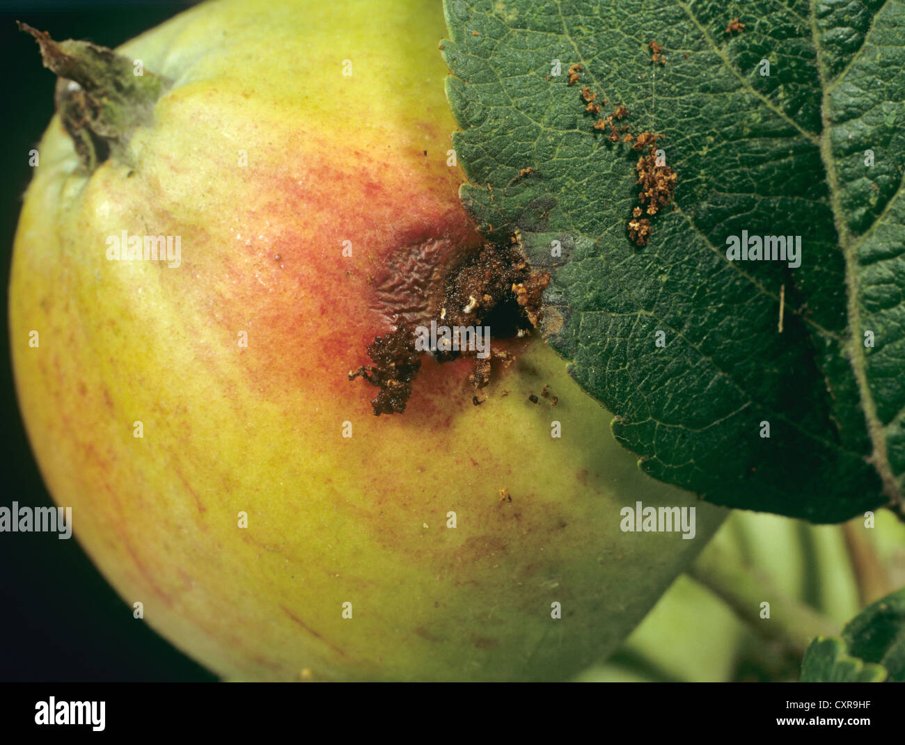 Codling moth hi-res stock photography and images - Alamy