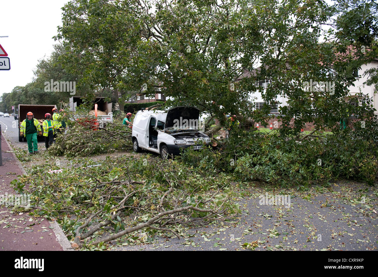 White Van Crushed by falling tree in high winds Stock Photo - Alamy