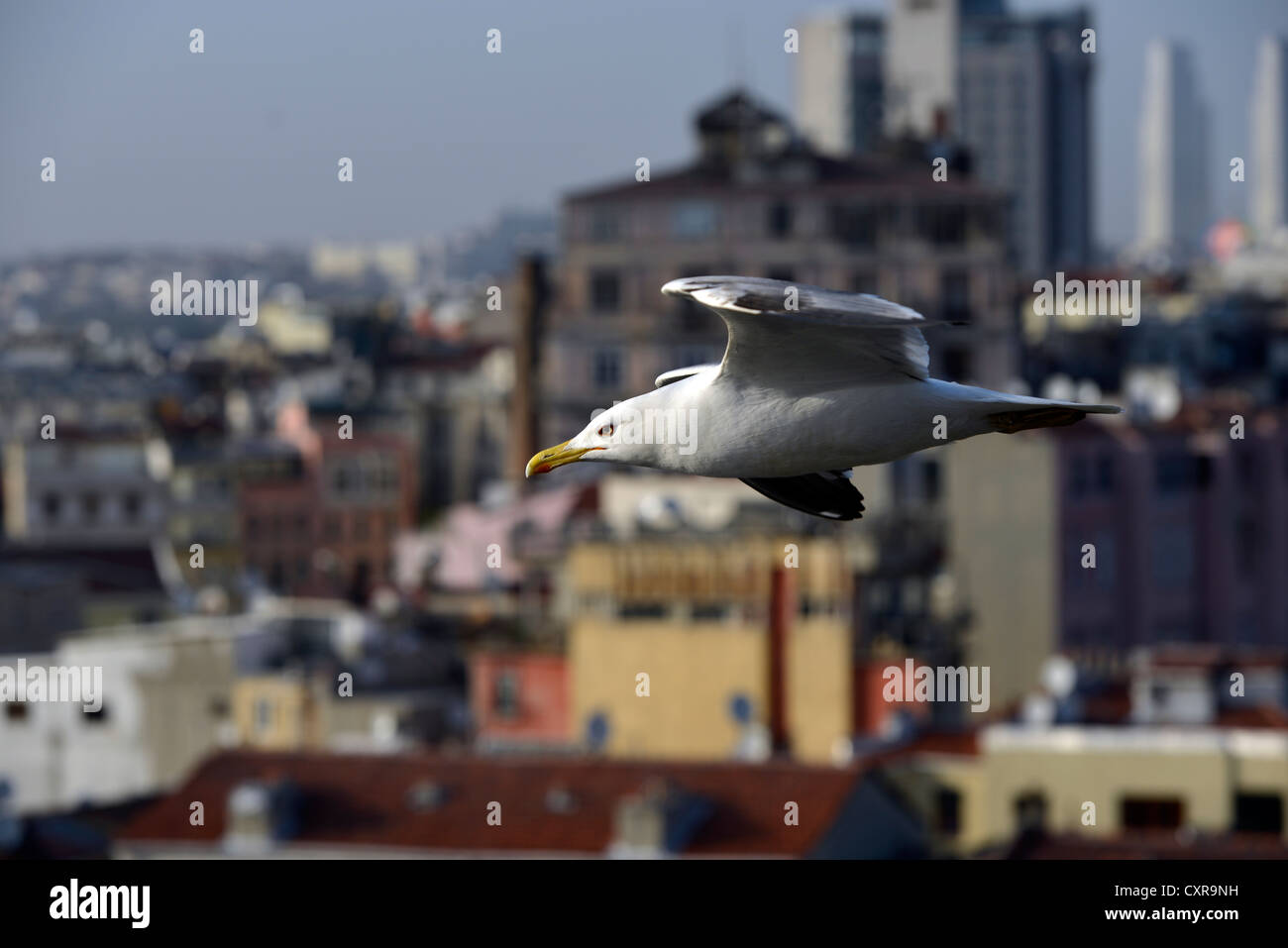 Seagull in flight above the roofs of Istanbul, Turkey, Europe ...