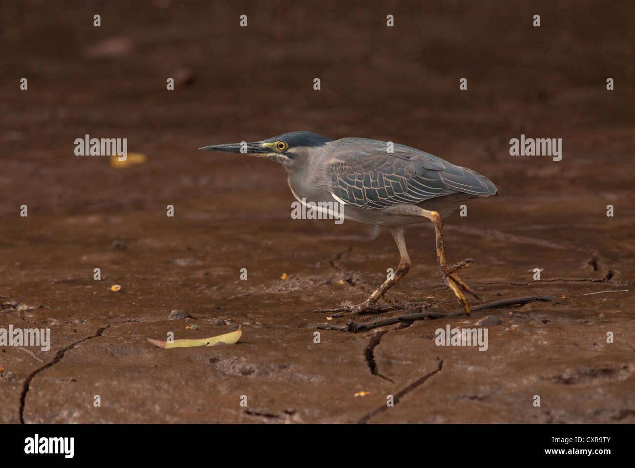 Little Green Heron a waterbird , wader foraging in the mangroves at ...