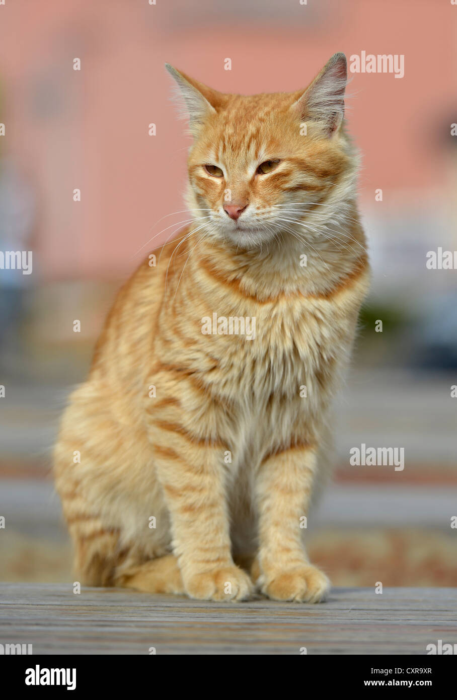 Istanbul cat hi-res stock photography and images - Alamy
