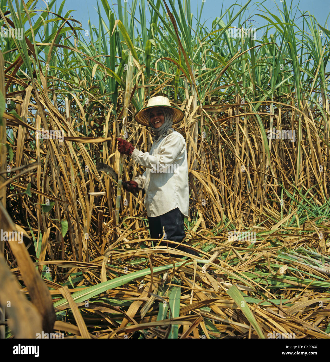 Sugarcane Harvesting