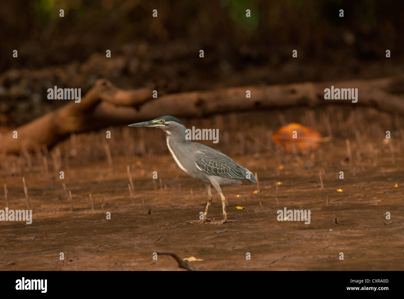 Little Green Heron a waterbird , wader foraging in the mangroves at ...