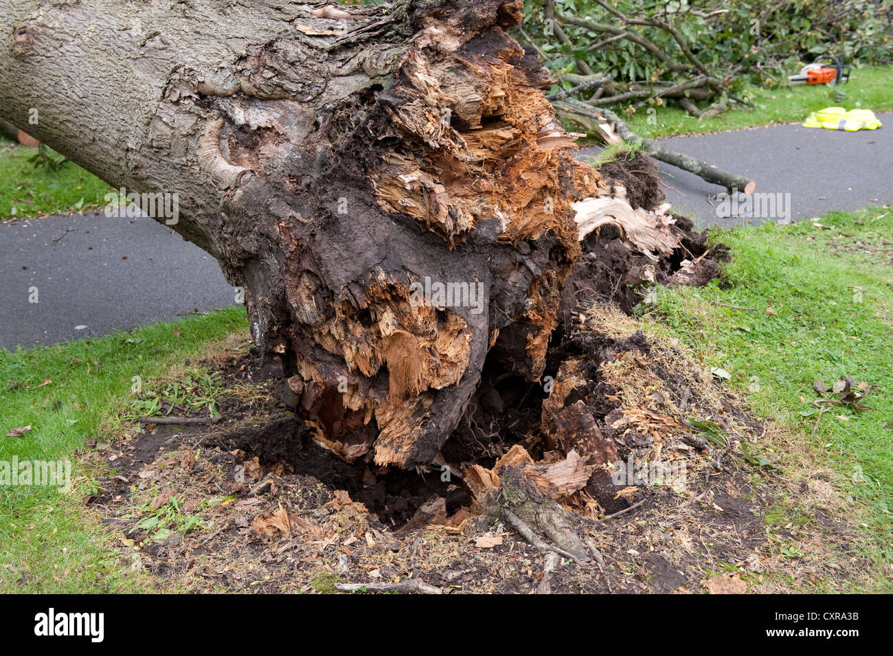 tree blown over high winds storm roots rotted Stock Photo - Alamy