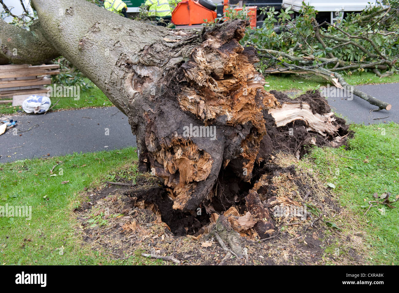 Rotten tree hi-res stock photography and images - Alamy