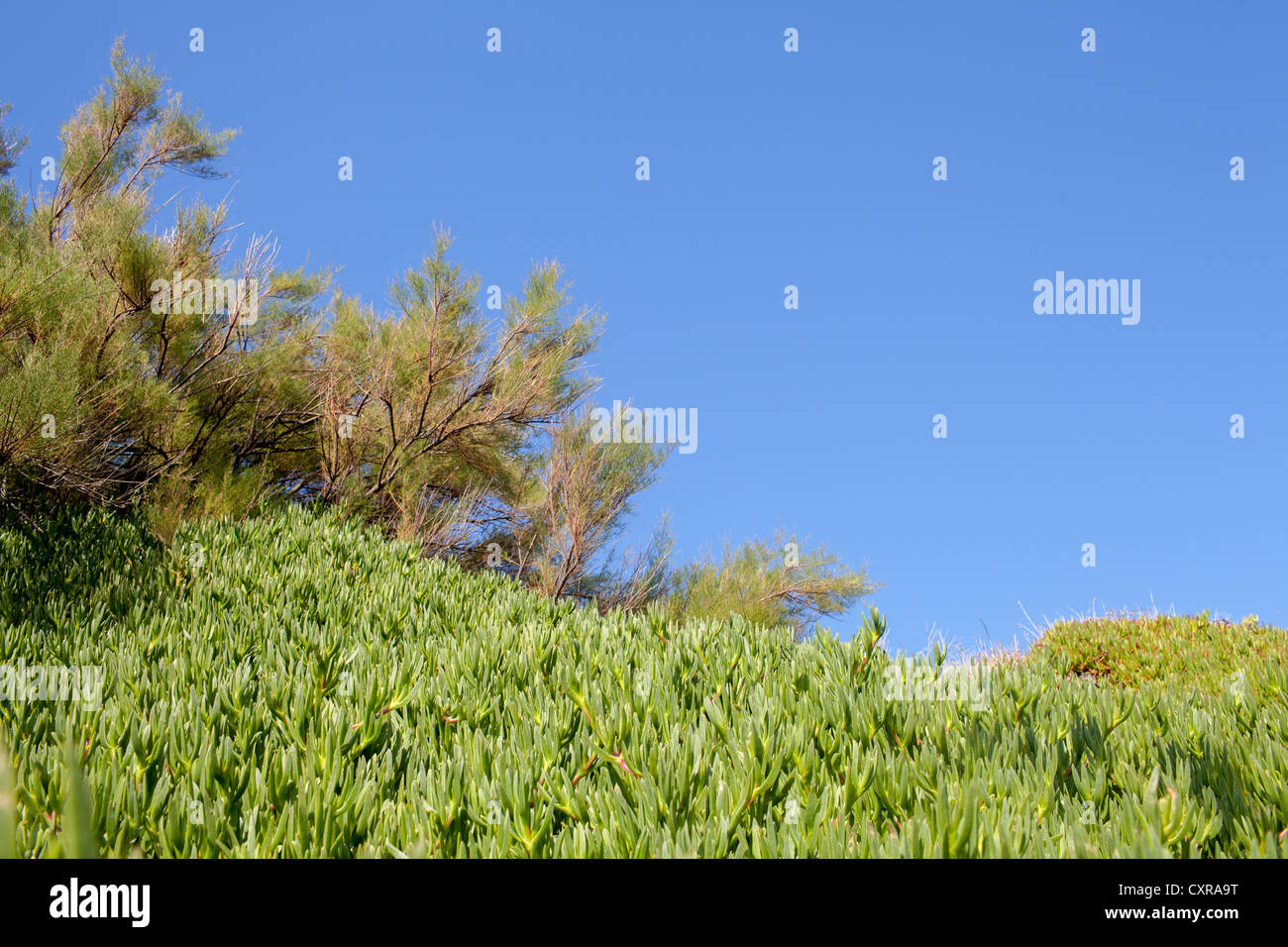 British vegetation hi-res stock photography and images - Alamy