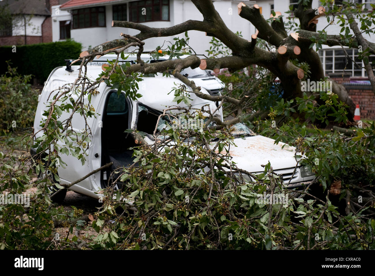 White Van Crushed by falling tree in high winds Stock Photo - Alamy