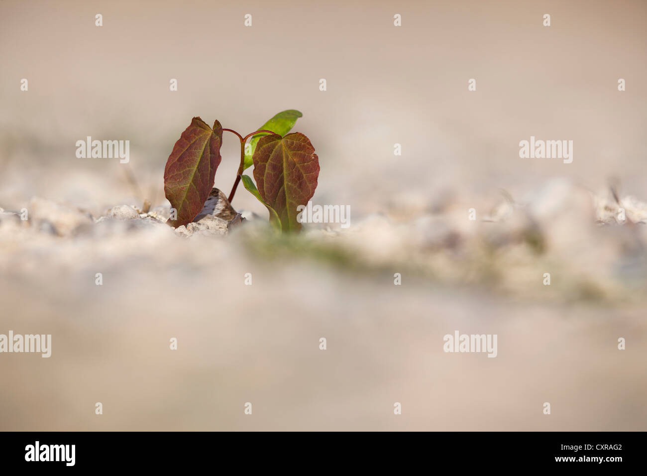 Maple tree seedling hi-res stock photography and images - Alamy