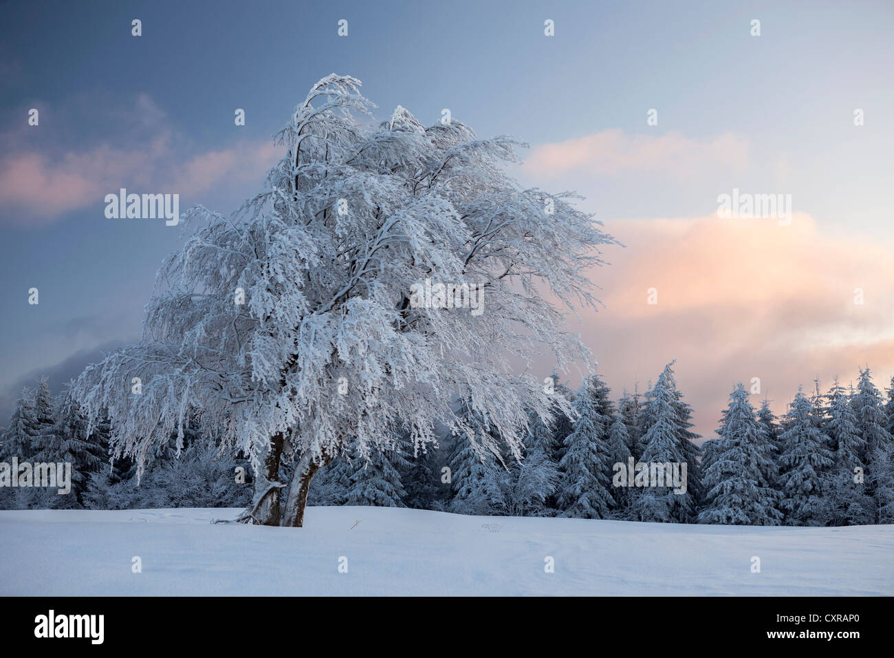 Beech trees in the fresh snow in the morning light, Schauinsland ...