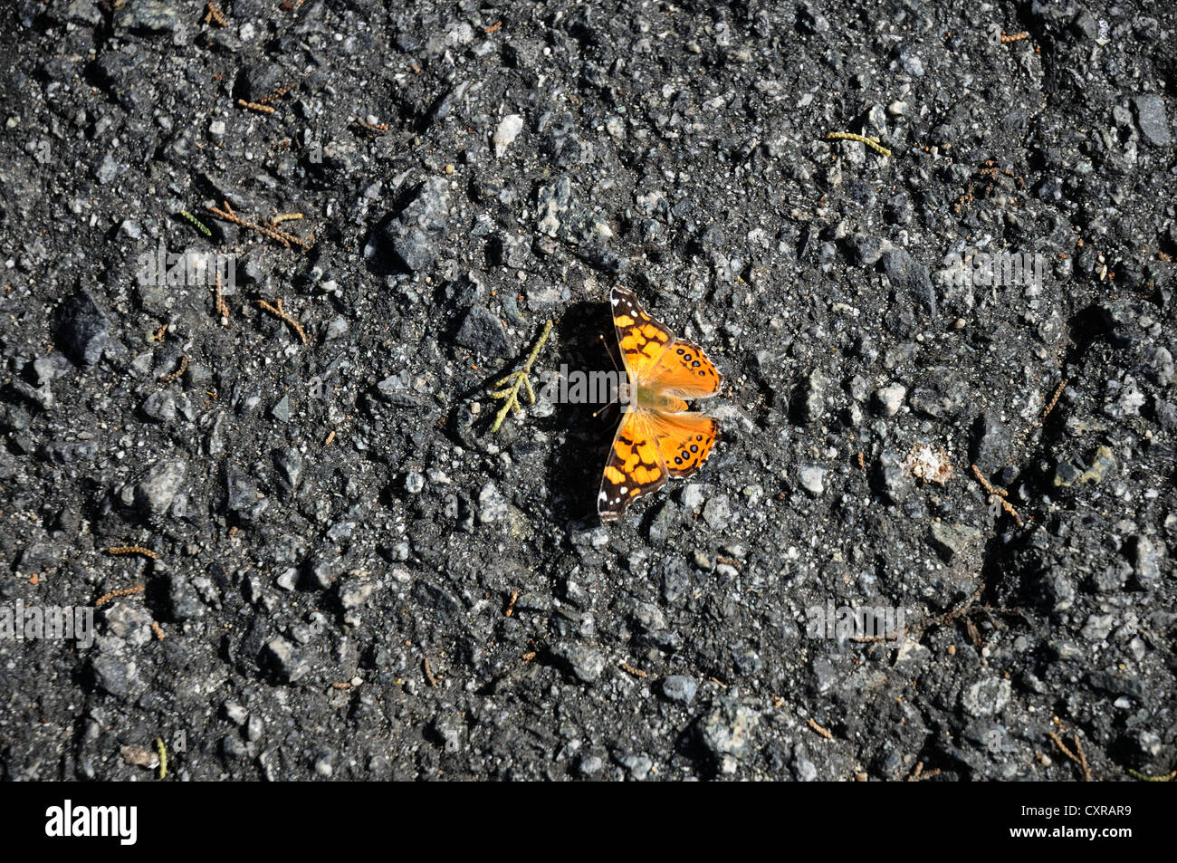 Monarch path hi-res stock photography and images - Alamy