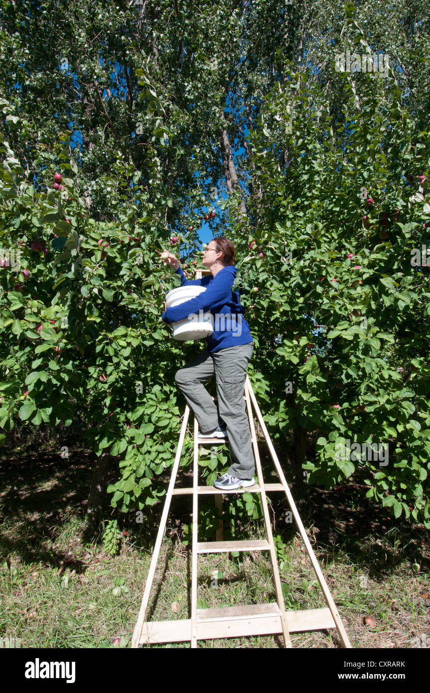 Woman on a ladder picking apples Orchard Montéregie Quebec Canada Stock ...