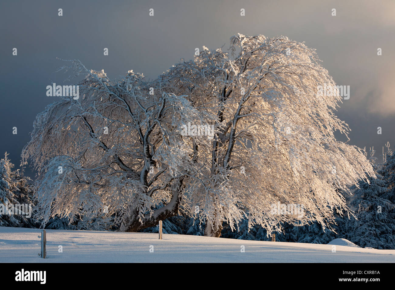 Black beech tree hi-res stock photography and images - Alamy
