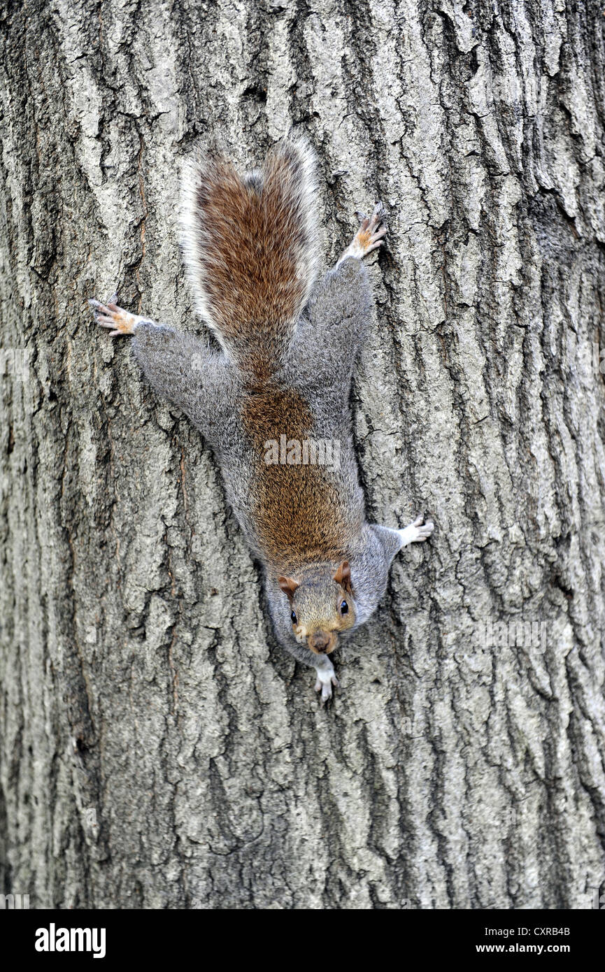 Grey squirrel tree hi-res stock photography and images - Alamy