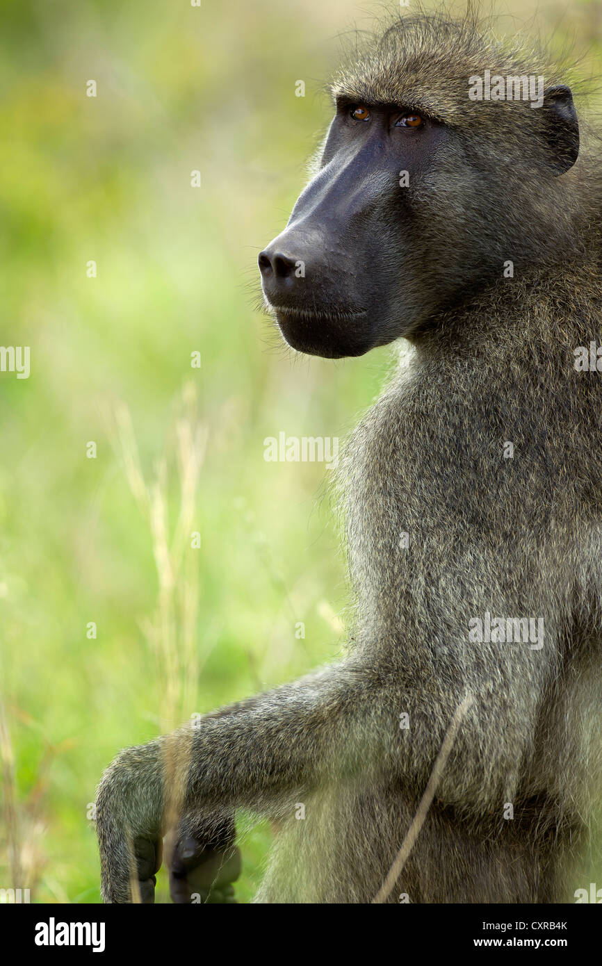 Male baboon young hi-res stock photography and images - Alamy