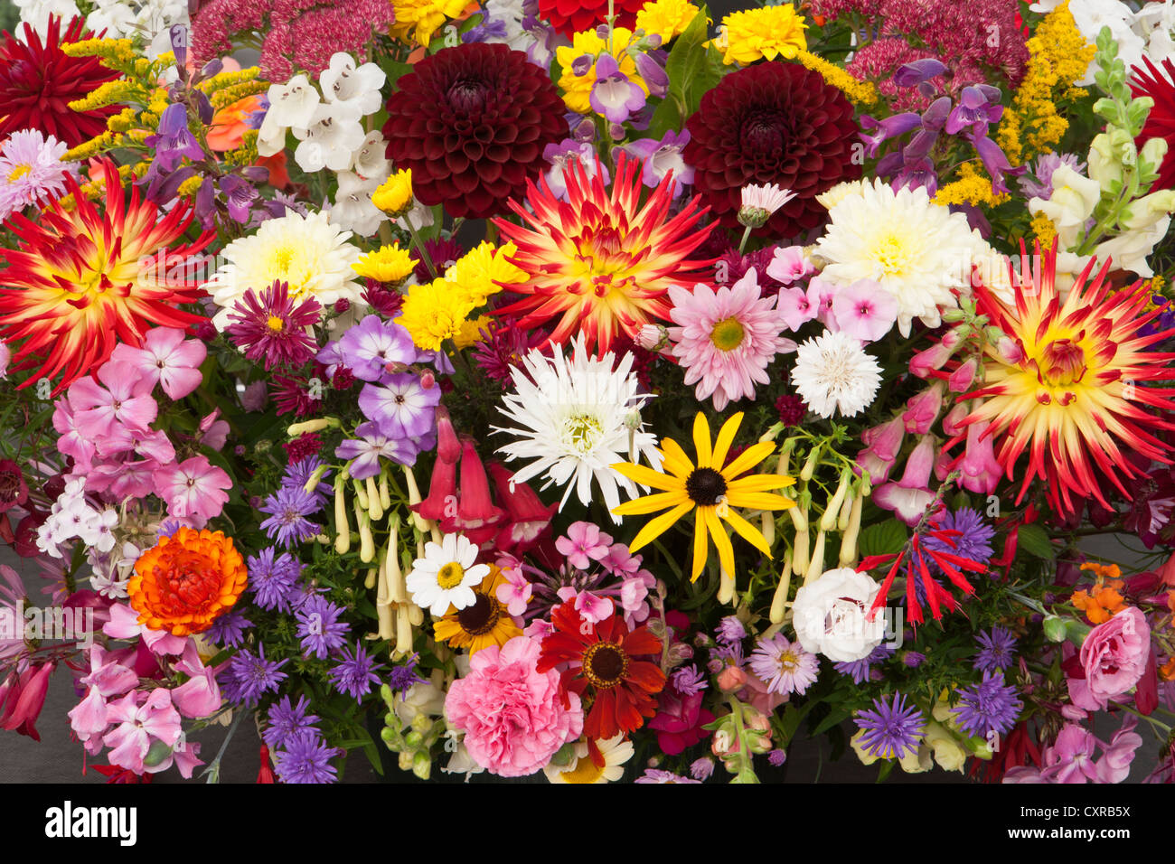 Colourful autumn flower display including Dahlias carnations marigolds ...