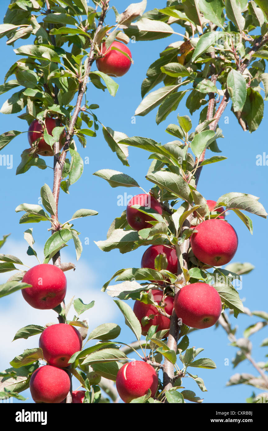 Red apples Orchard Monteregie Quebec Stock Photo - Alamy