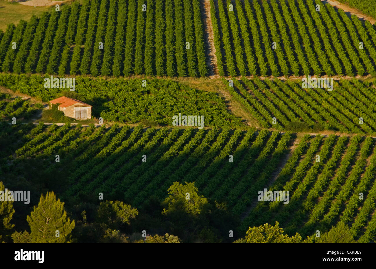 Terraced vineyards at base of Plateau de Vaucluse, Gordes, Provence ...