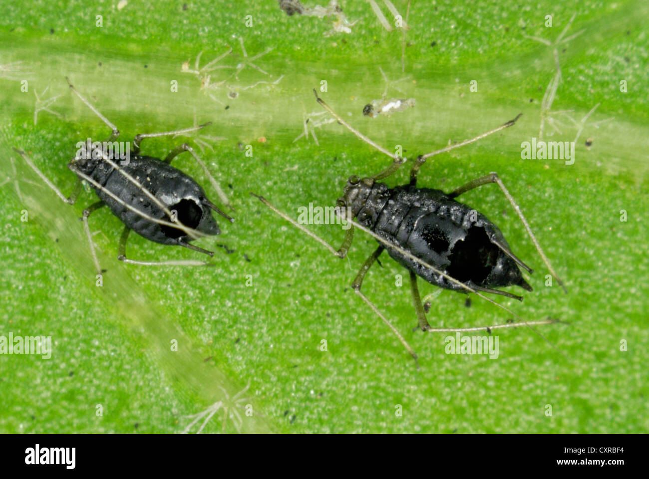 Glasshouse potato aphid mummified by parasitoid wasp Aphelinus ...