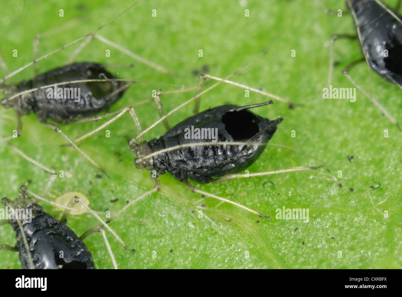 Glasshouse potato aphid mummified by parasitoid wasp Aphelinus ...