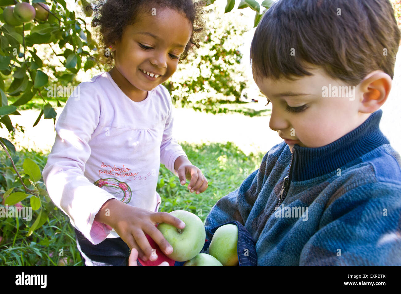 Children picking up apples Stock Photo - Alamy