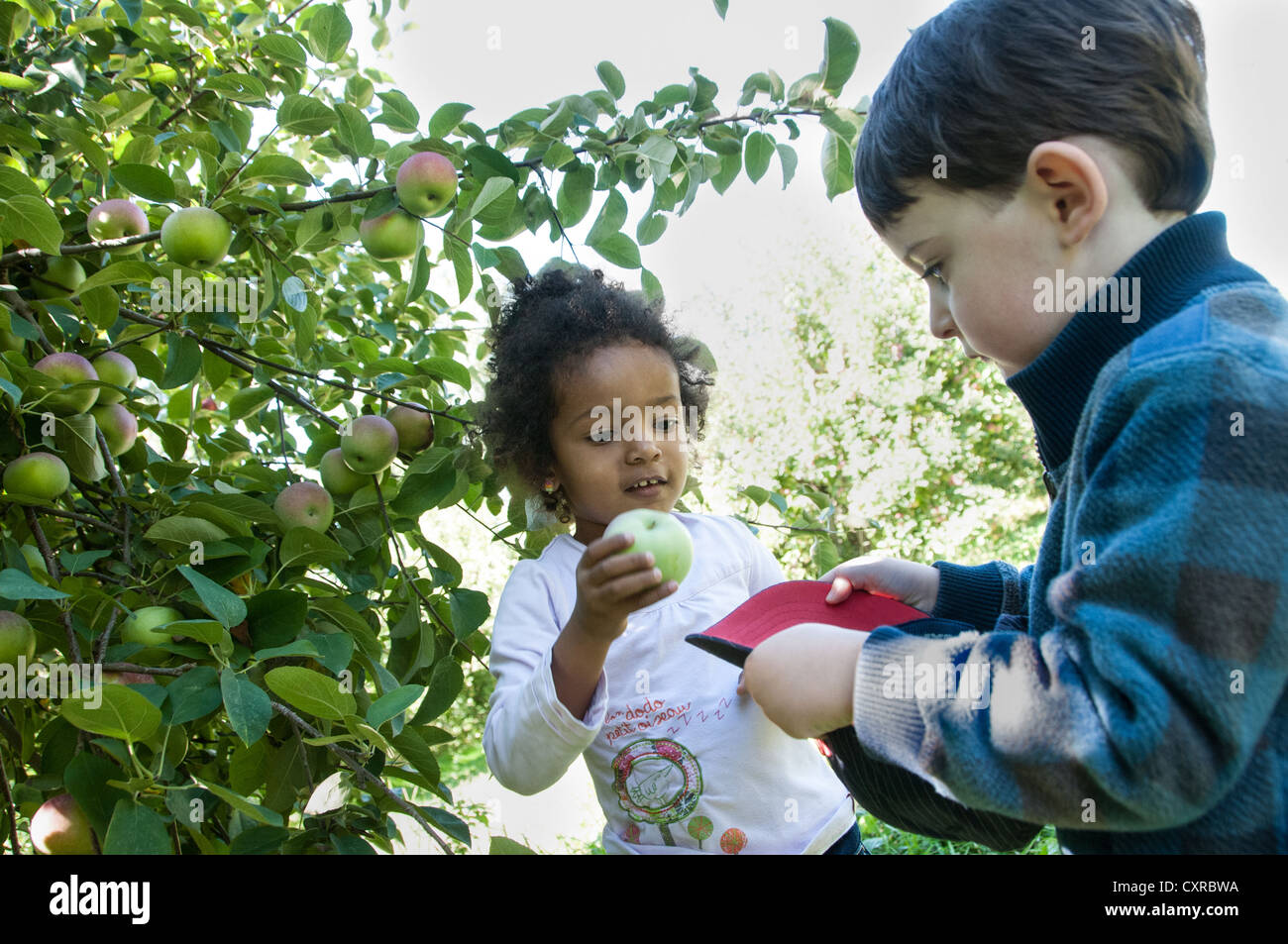 Children picking apples-model released Stock Photo - Alamy