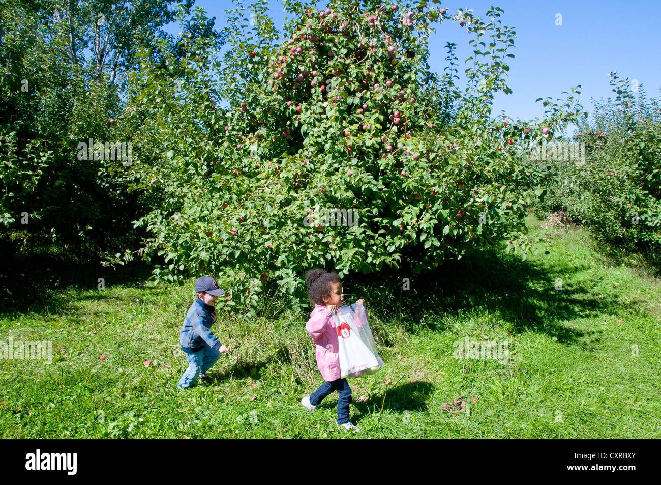 Children in an orchard hi-res stock photography and images - Alamy