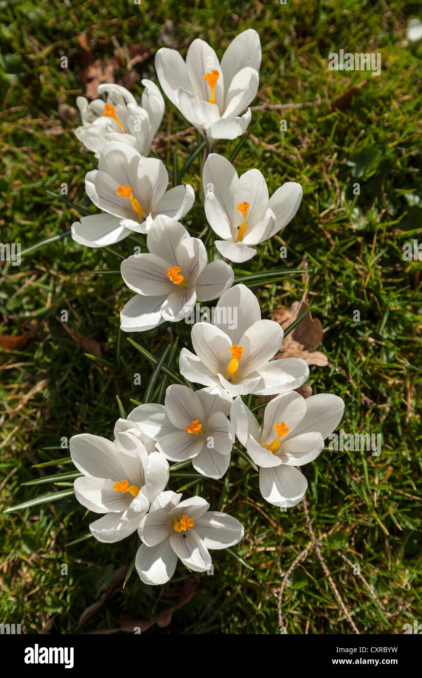 Giant crocuses (Crocus vernus), 'Jeanne d' Arc Stock Photo - Alamy