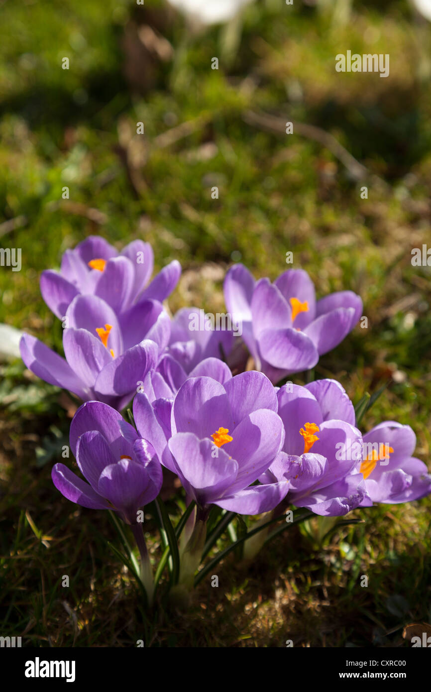 Giant crocuses (Crocus vernus), 'Queen of Blues Stock Photo - Alamy