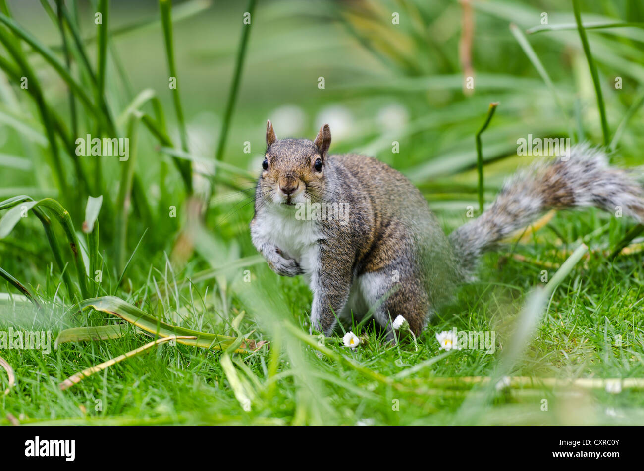 Grey squirrels uk hi-res stock photography and images - Alamy