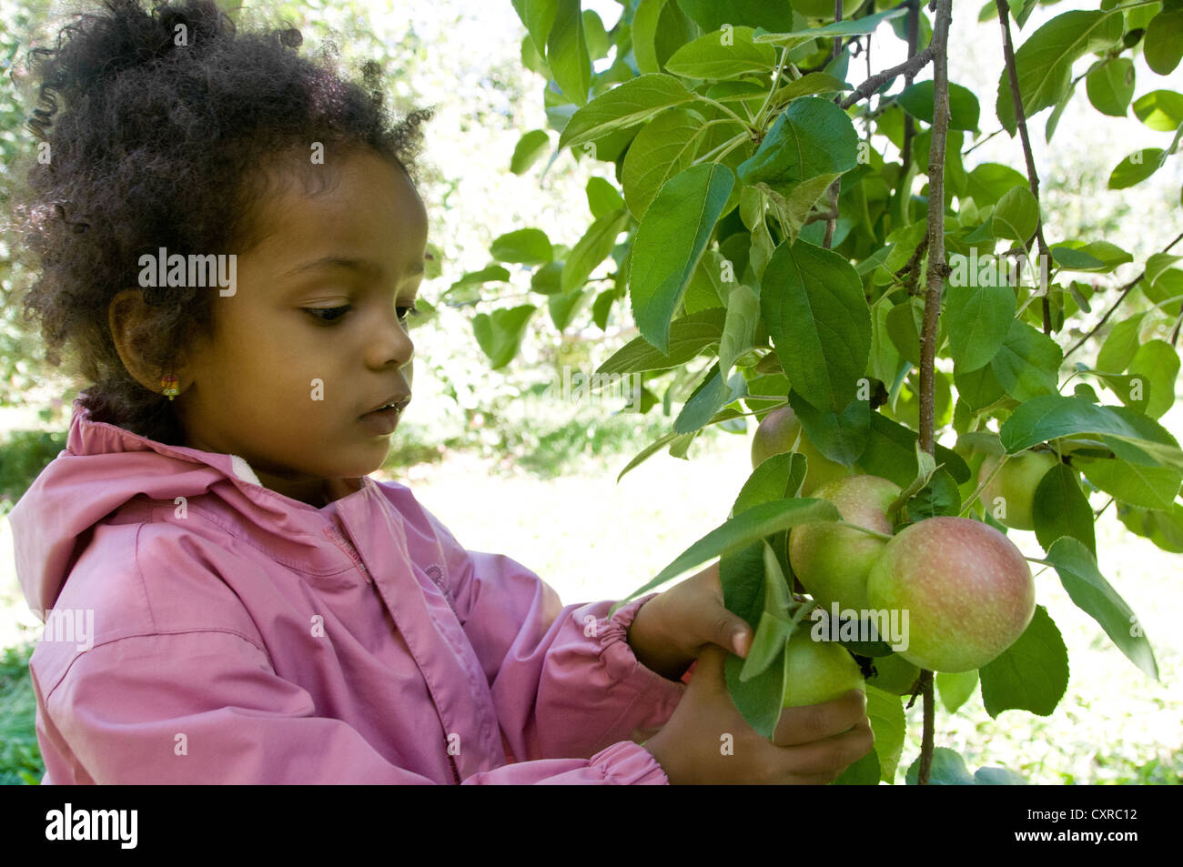 African girl picking fruits hi-res stock photography and images - Alamy