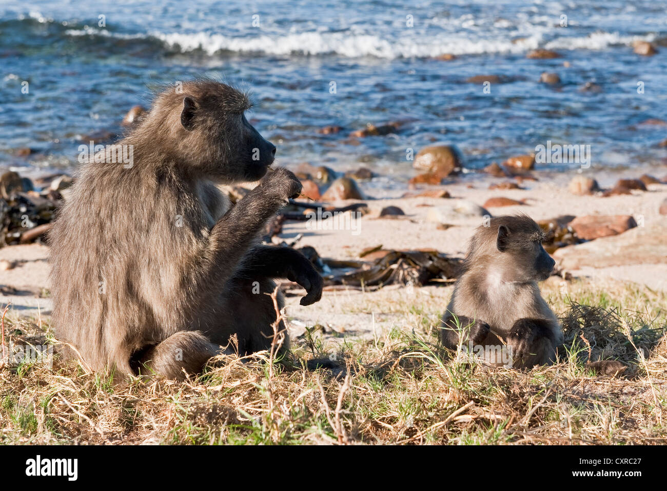 Aggressive baboon hi-res stock photography and images - Alamy