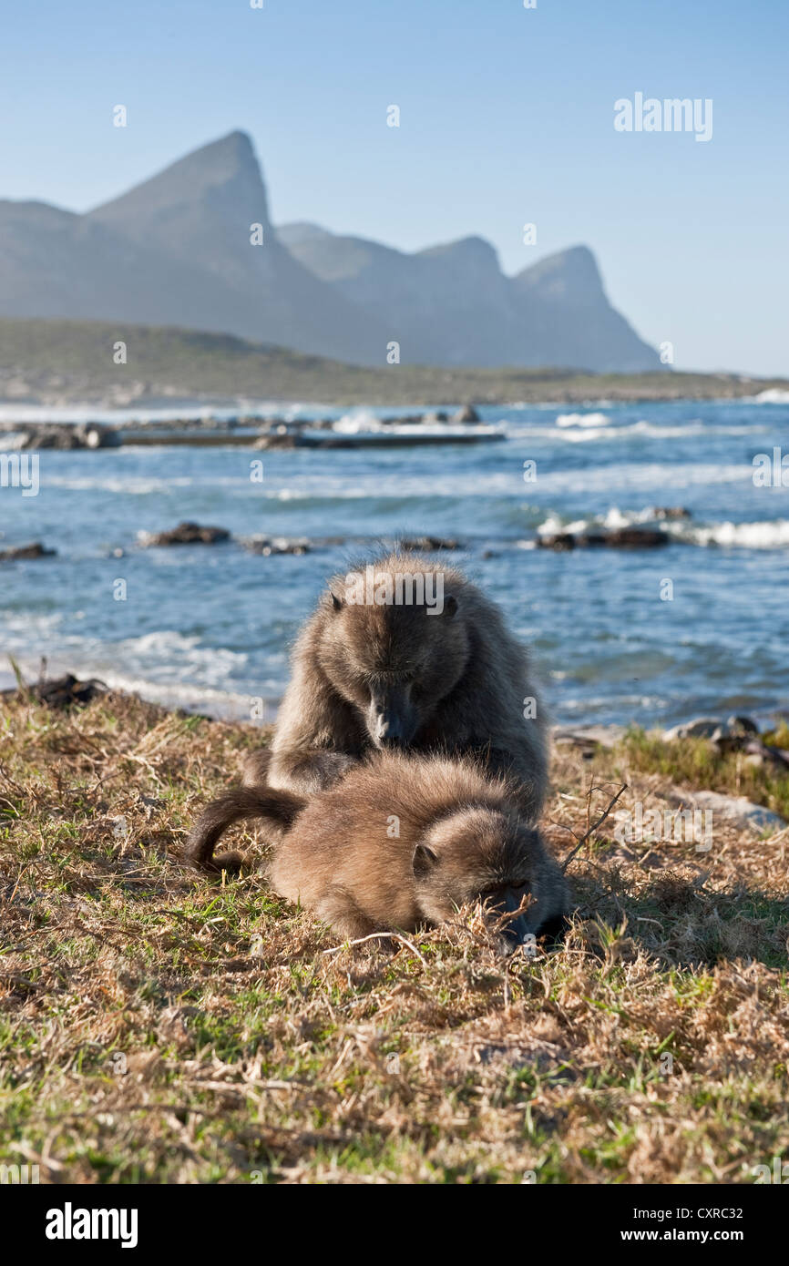 Aggressive baboon hi-res stock photography and images - Alamy