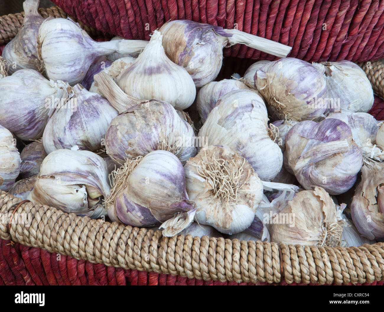 Early purple Wight garlic from the Garlic Farm on display at Malvern ...
