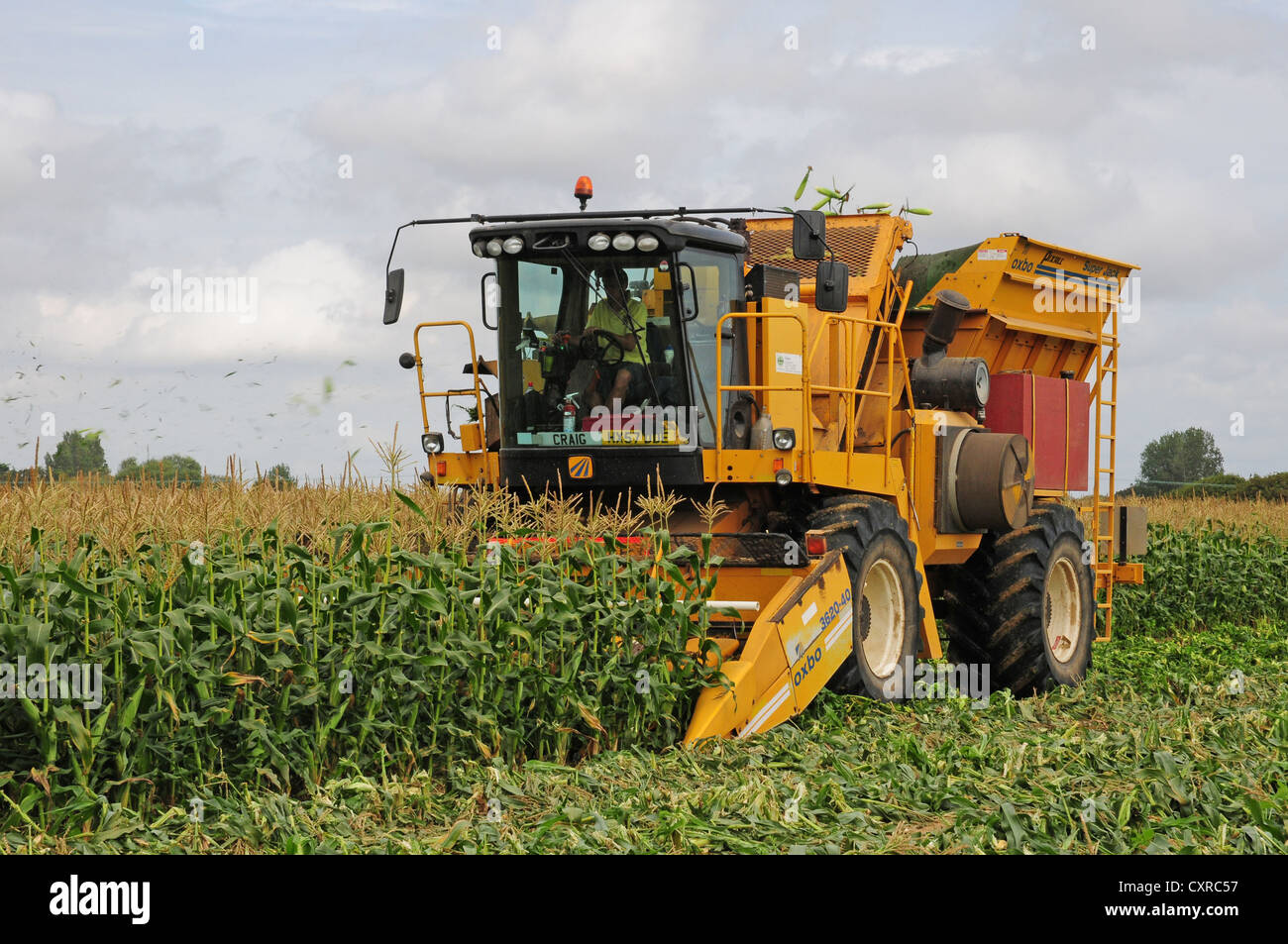 Harvesting Sweet corn Stock Photo - Alamy