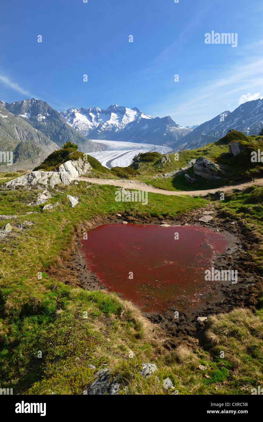 Jungfrau aletsch protected area hi-res stock photography and images - Alamy