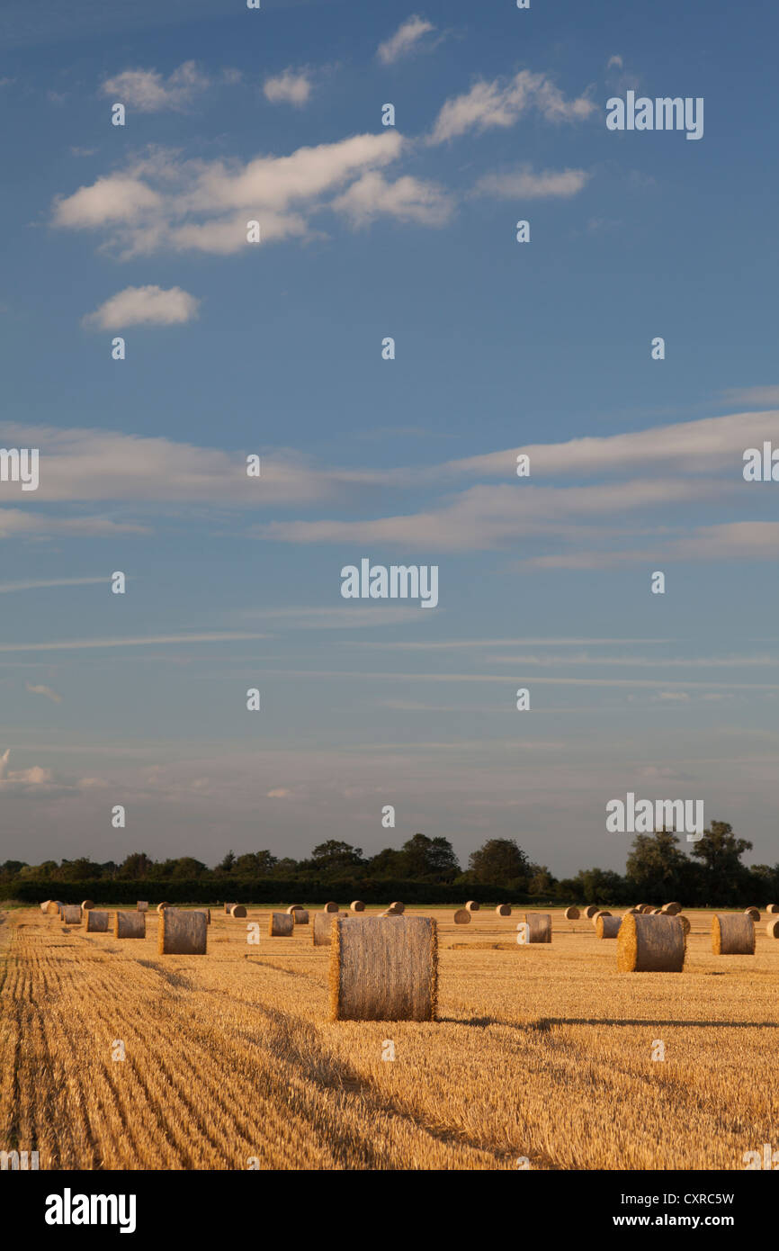 Farming in the fens hi-res stock photography and images - Alamy