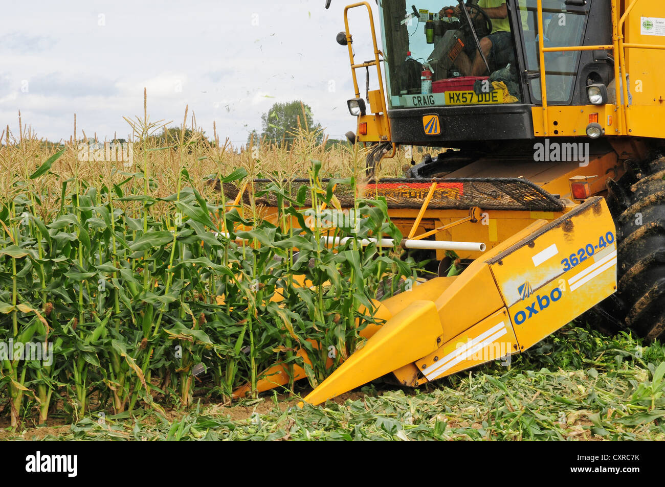 Harvesting sweet corn Stock Photo - Alamy