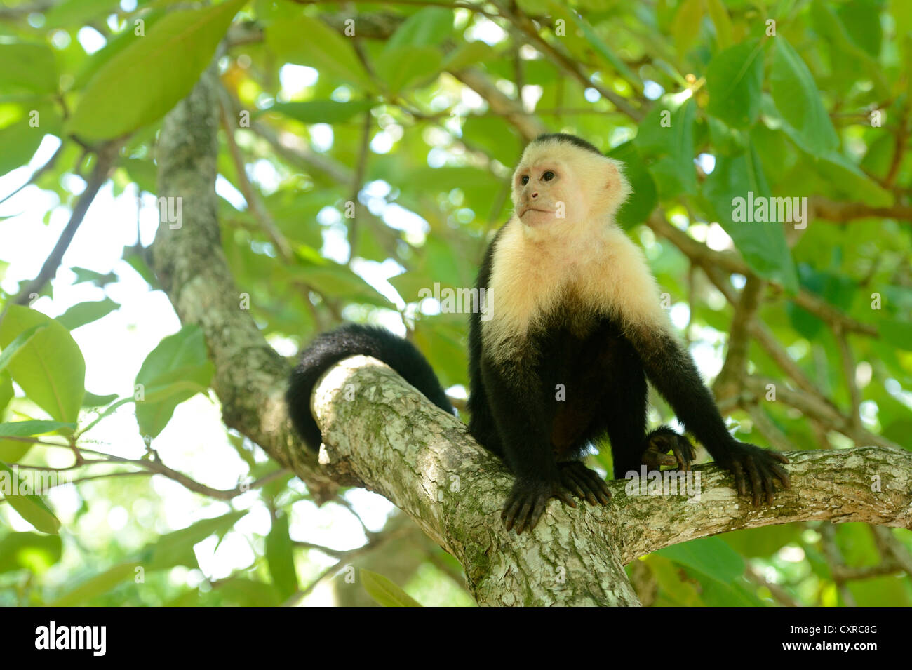 White-headed or White-faced Capuchin (Cebus capucinus), sitting on ...