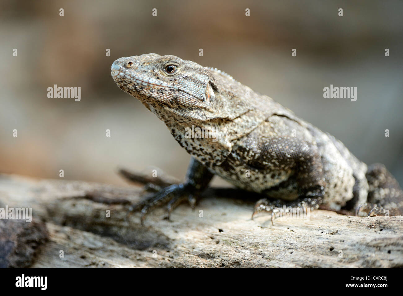 Black spiny-tailed Iguana, Black Iguana, or Black Ctenosaur (Ctenosaura ...
