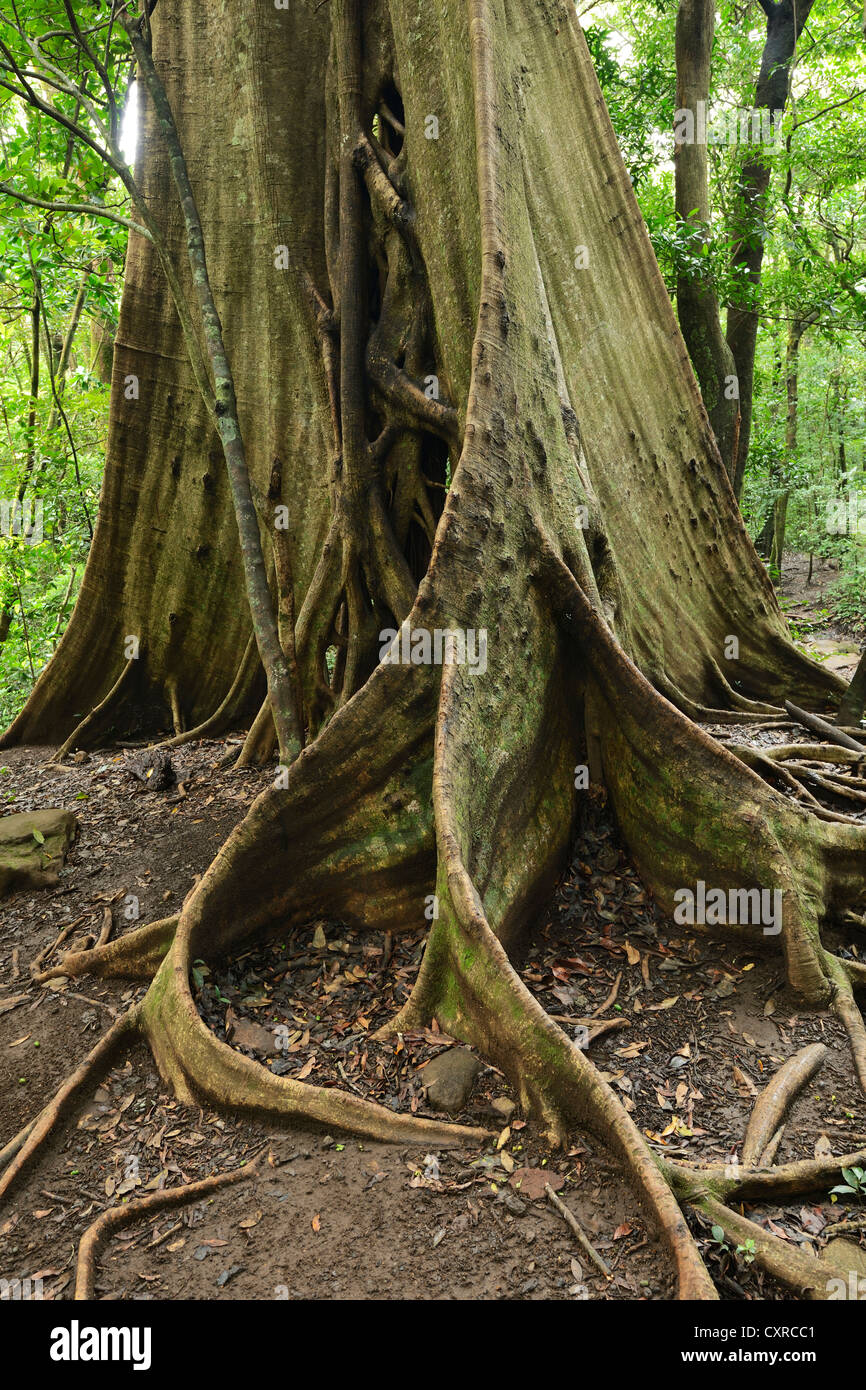 Buttress roots of the Strangler Fig (Ficus americana subgenus Urostigma ...
