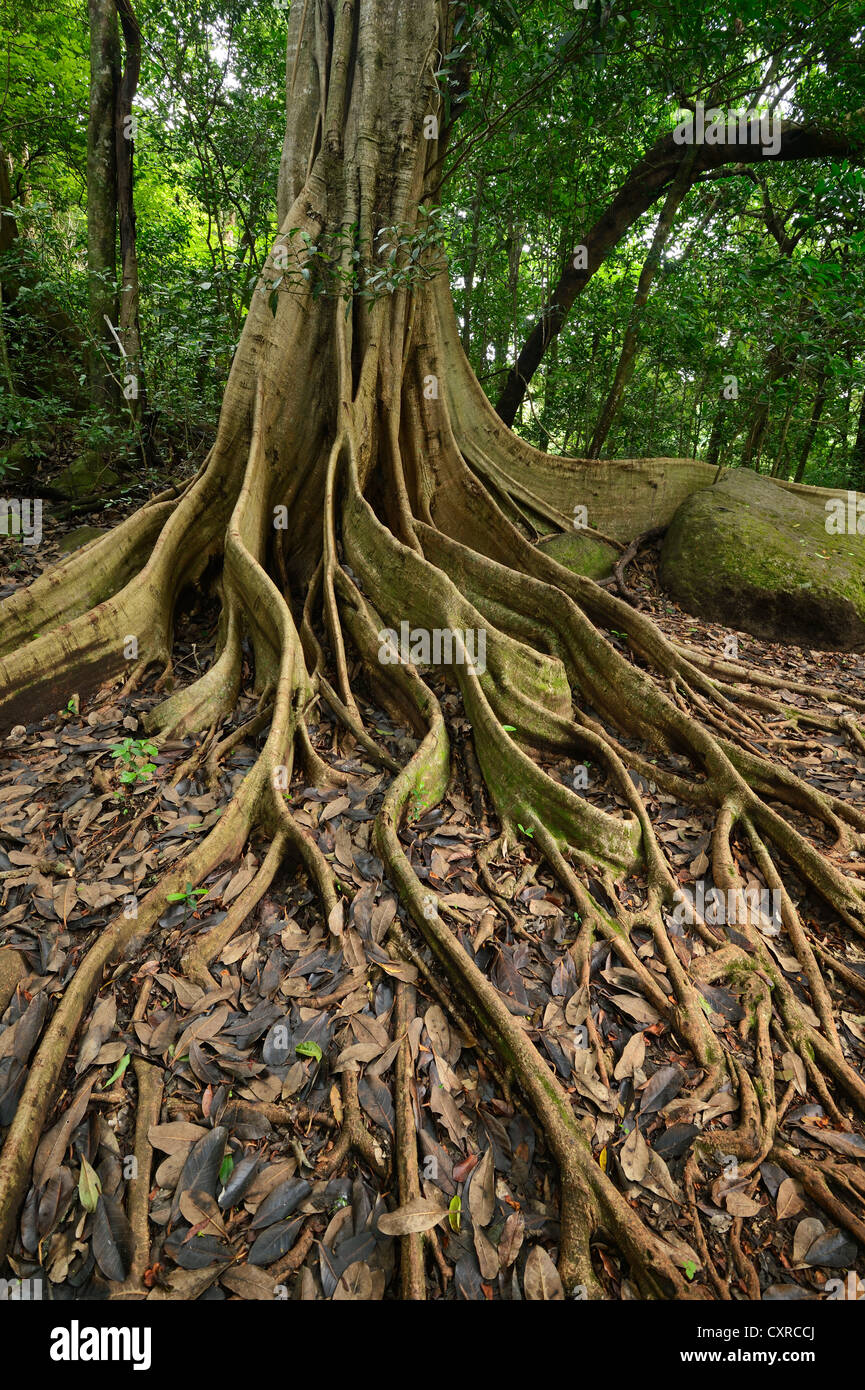 Buttress roots of the Strangler Fig (Ficus americana subgenus Urostigma ...