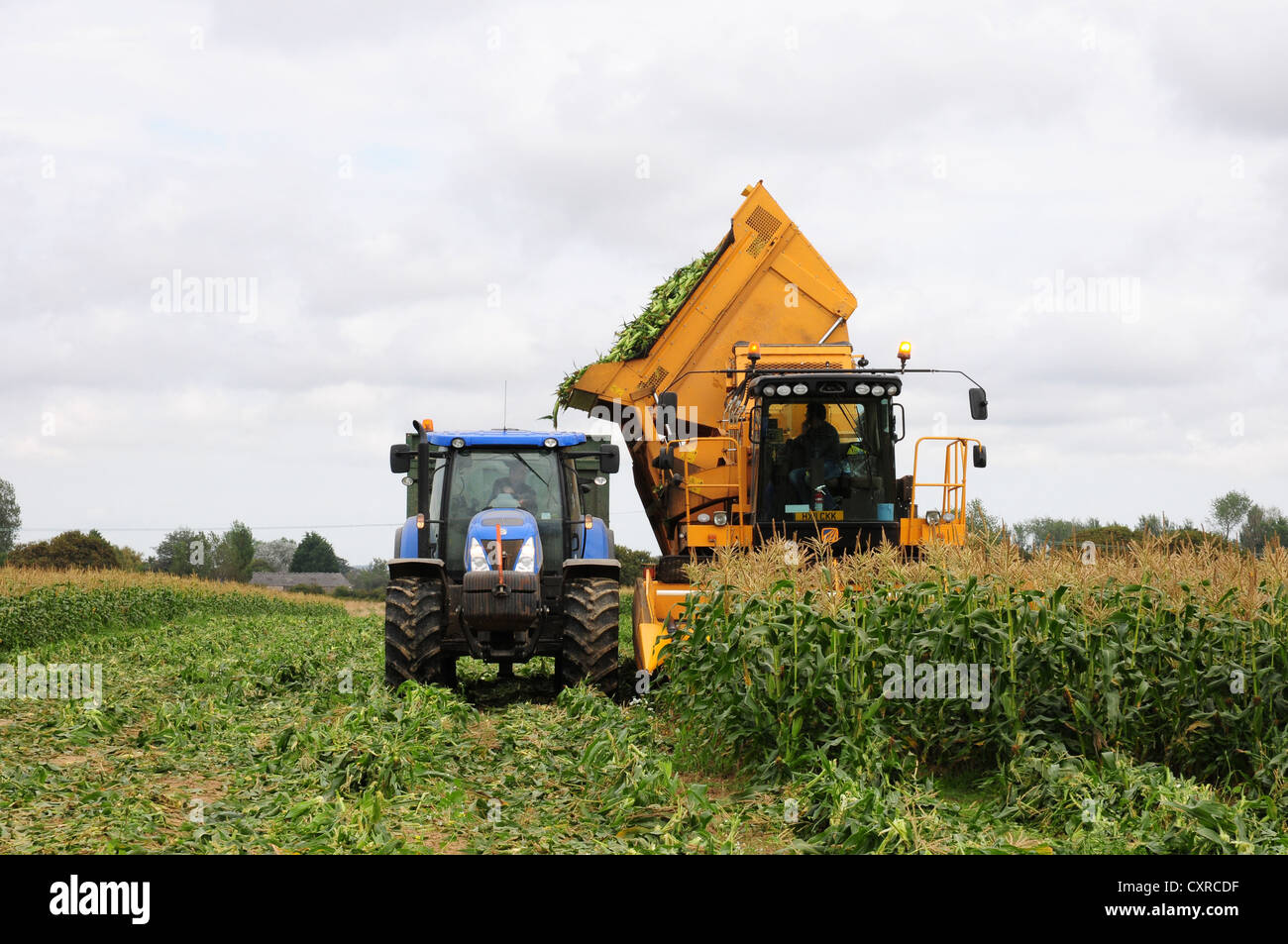 Tipping Sweetcorn cobs from combine tank to trailer Stock Photo - Alamy