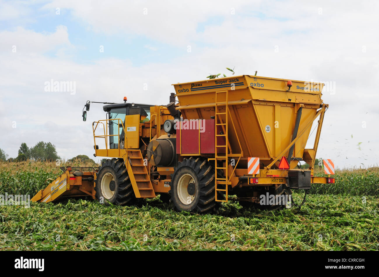 Harvesting sweet corn Stock Photo - Alamy