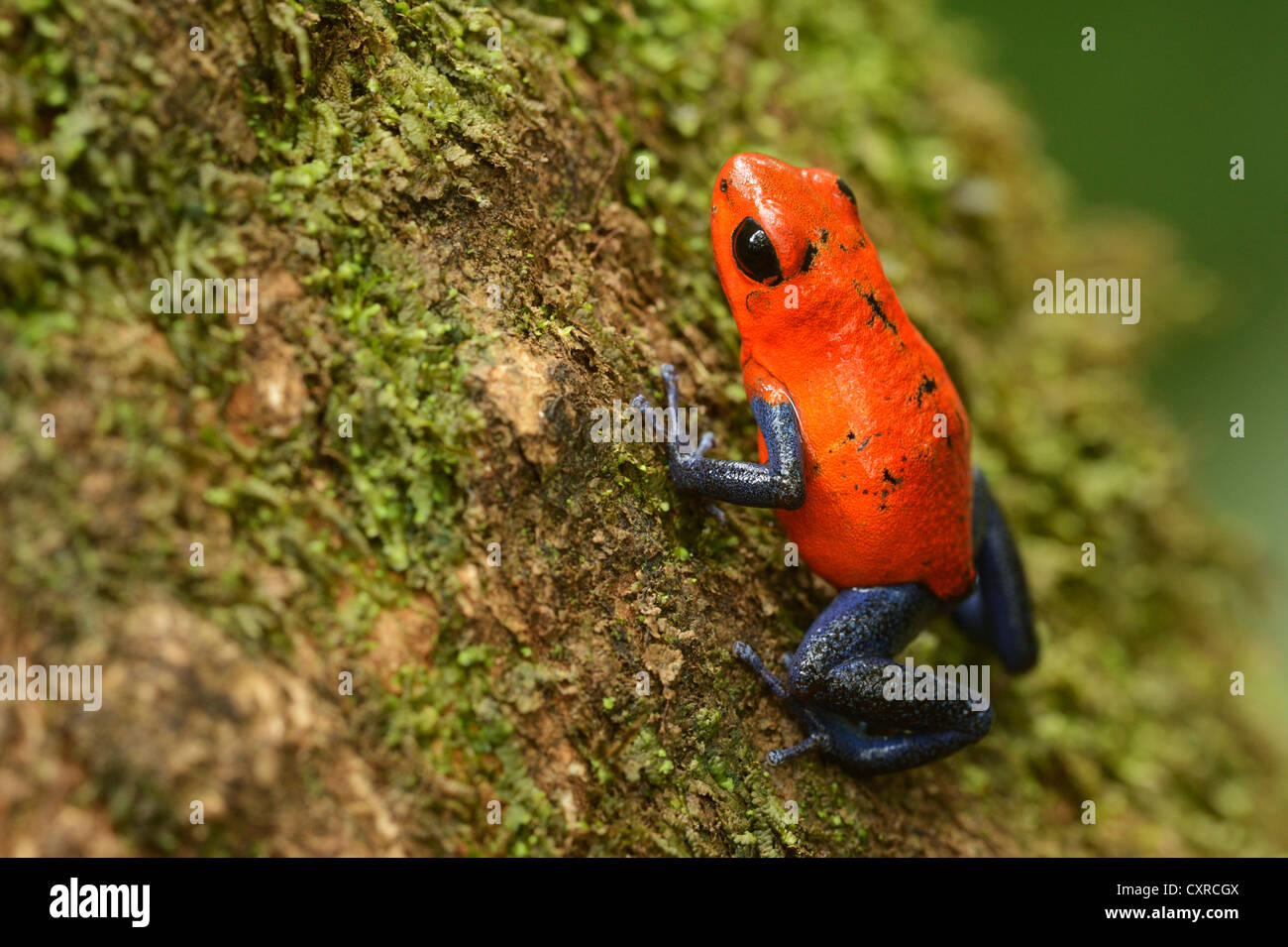 Strawberry Poison Frog (Dendrobates pumilio), Tenorio Volcano National ...