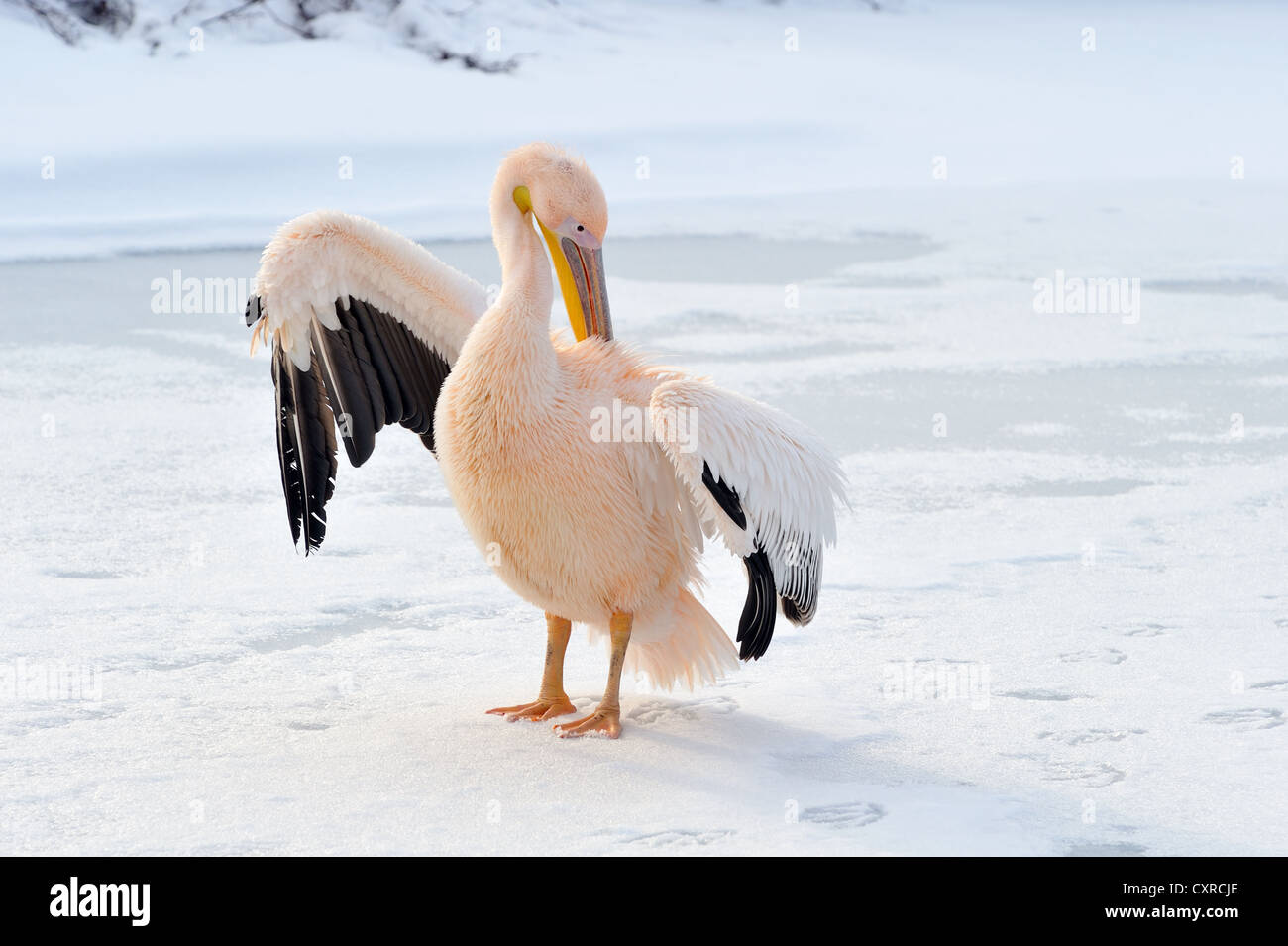 Pelican ice hi-res stock photography and images - Alamy