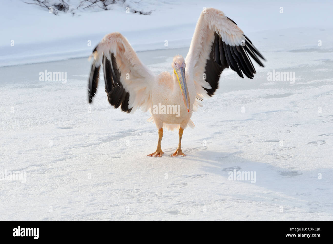 Pelican ice hi-res stock photography and images - Alamy