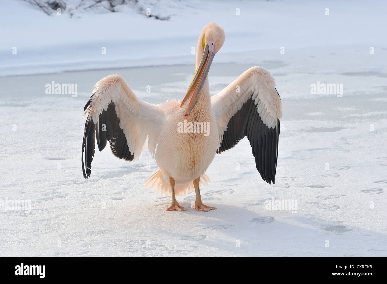 Pelican ice hi-res stock photography and images - Alamy