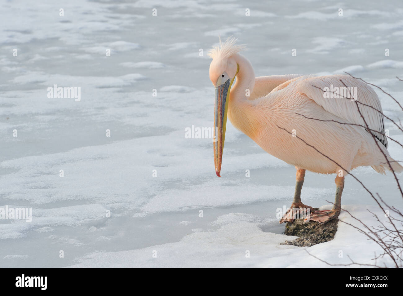 White Pelican in winter Stock Photo - Alamy