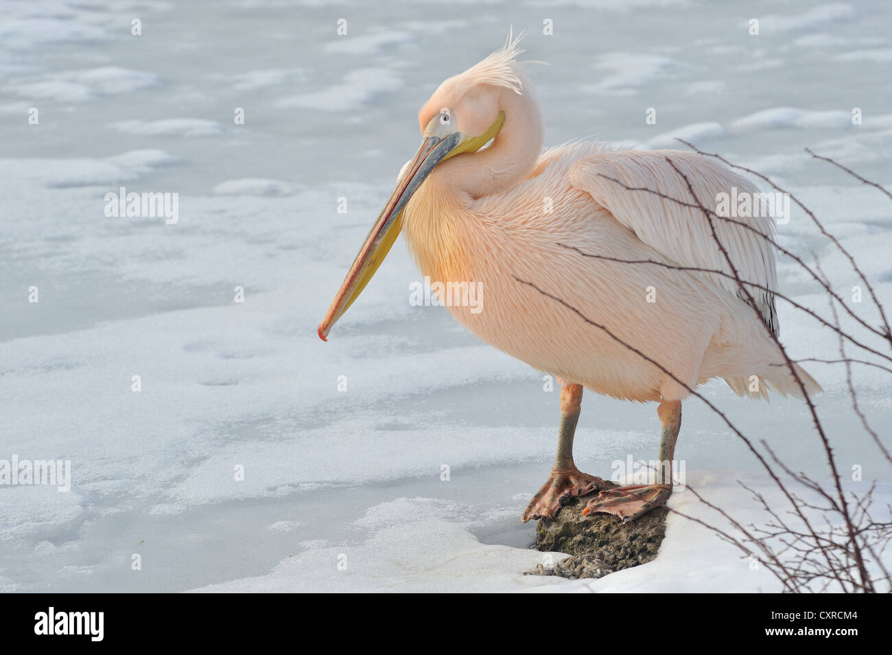 White Pelican in winter Stock Photo - Alamy