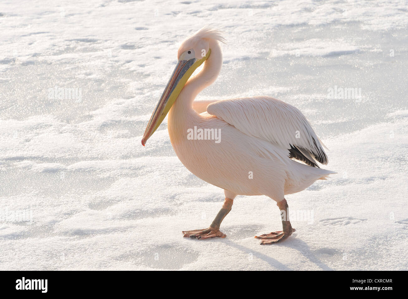 White Pelican in winter Stock Photo - Alamy